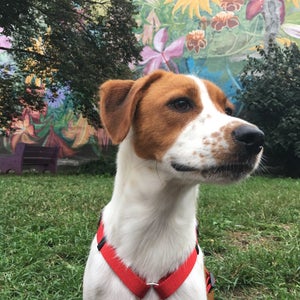 Francisville, Philadelphia PA - Neighborhood Guide | Trulia