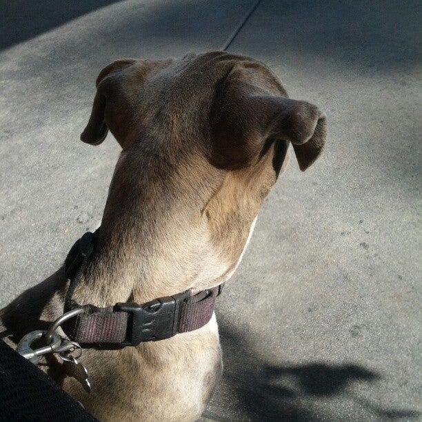 Southeast Area Animal Control Authority, 9777 Seaaca St, Downey, CA ...