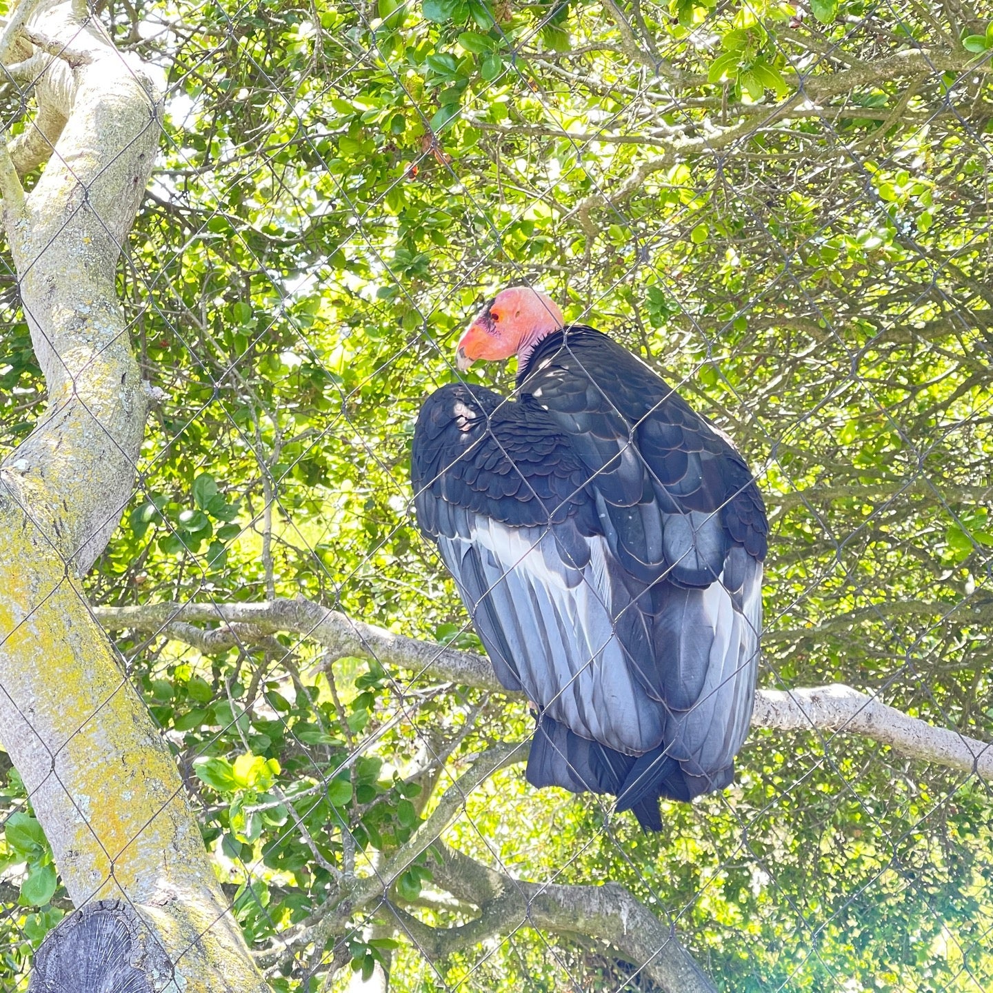 California Condor Aviary, Oakland Zoo, Oakland, CA, Zoos - MapQuest