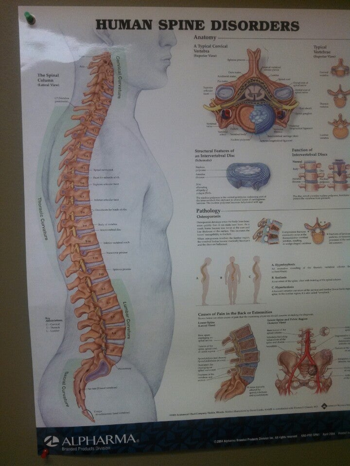 Human Spine Disorders
