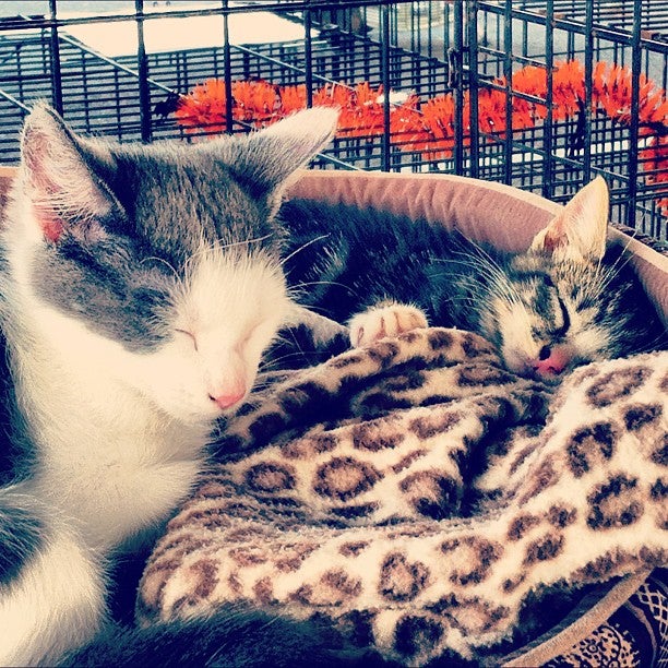 PetSmart, 1653 Millerville Rd, Baton Rouge, LA, Pet supplies - MapQuest