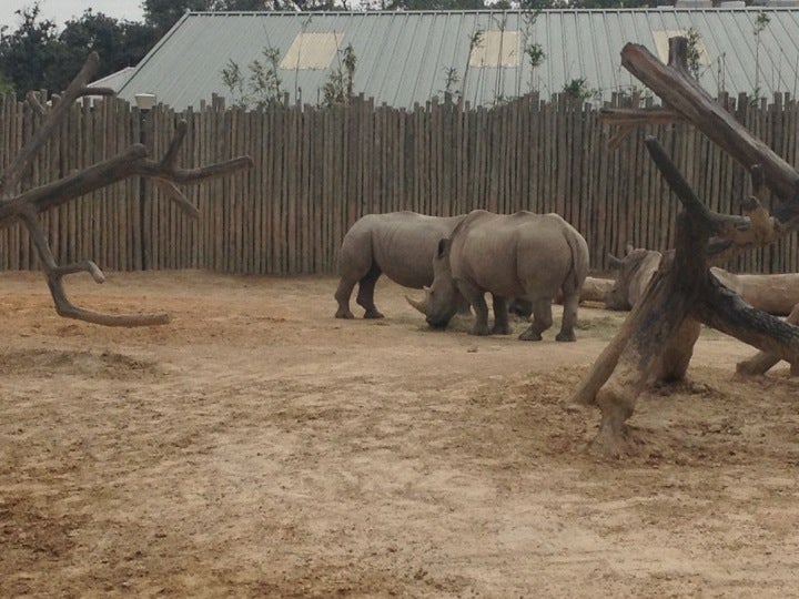 White Rhinoceros Exhibit, 1513 Cambridge St, Houston, TX - MapQuest