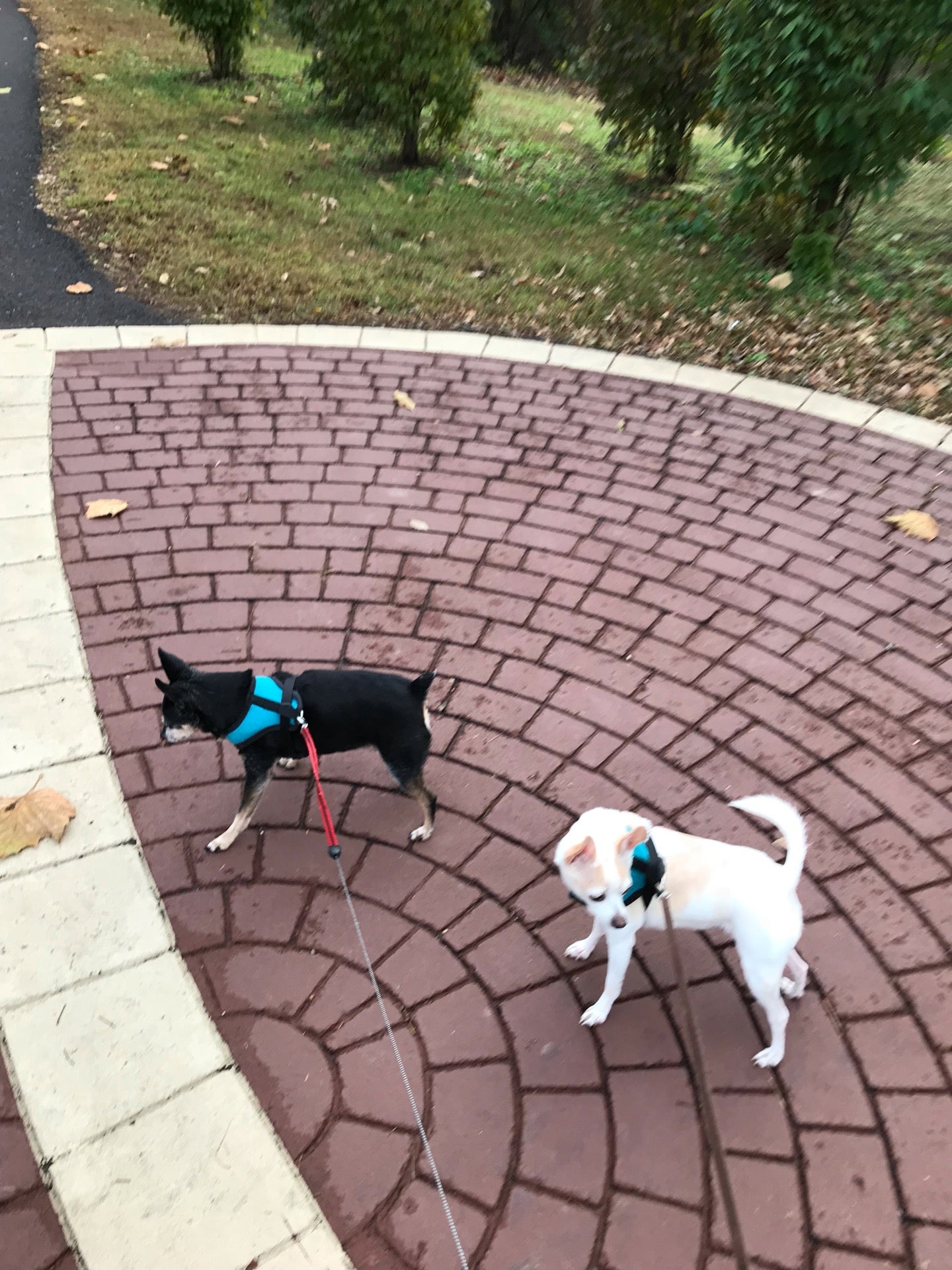 Spring City, PA Map & Directions - MapQuest