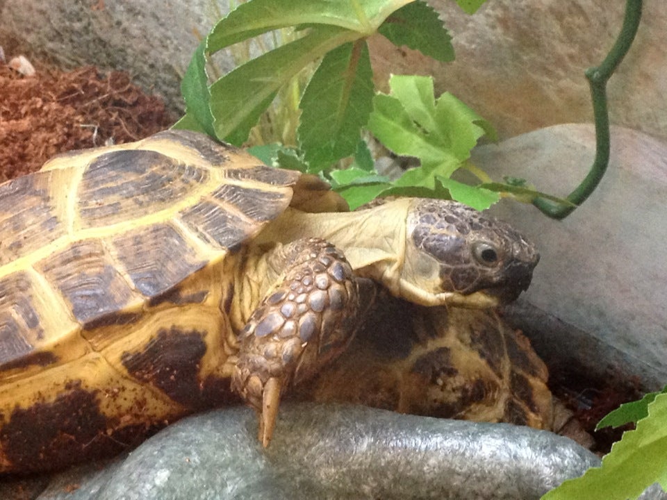 Baby Russian Tortoise Petco