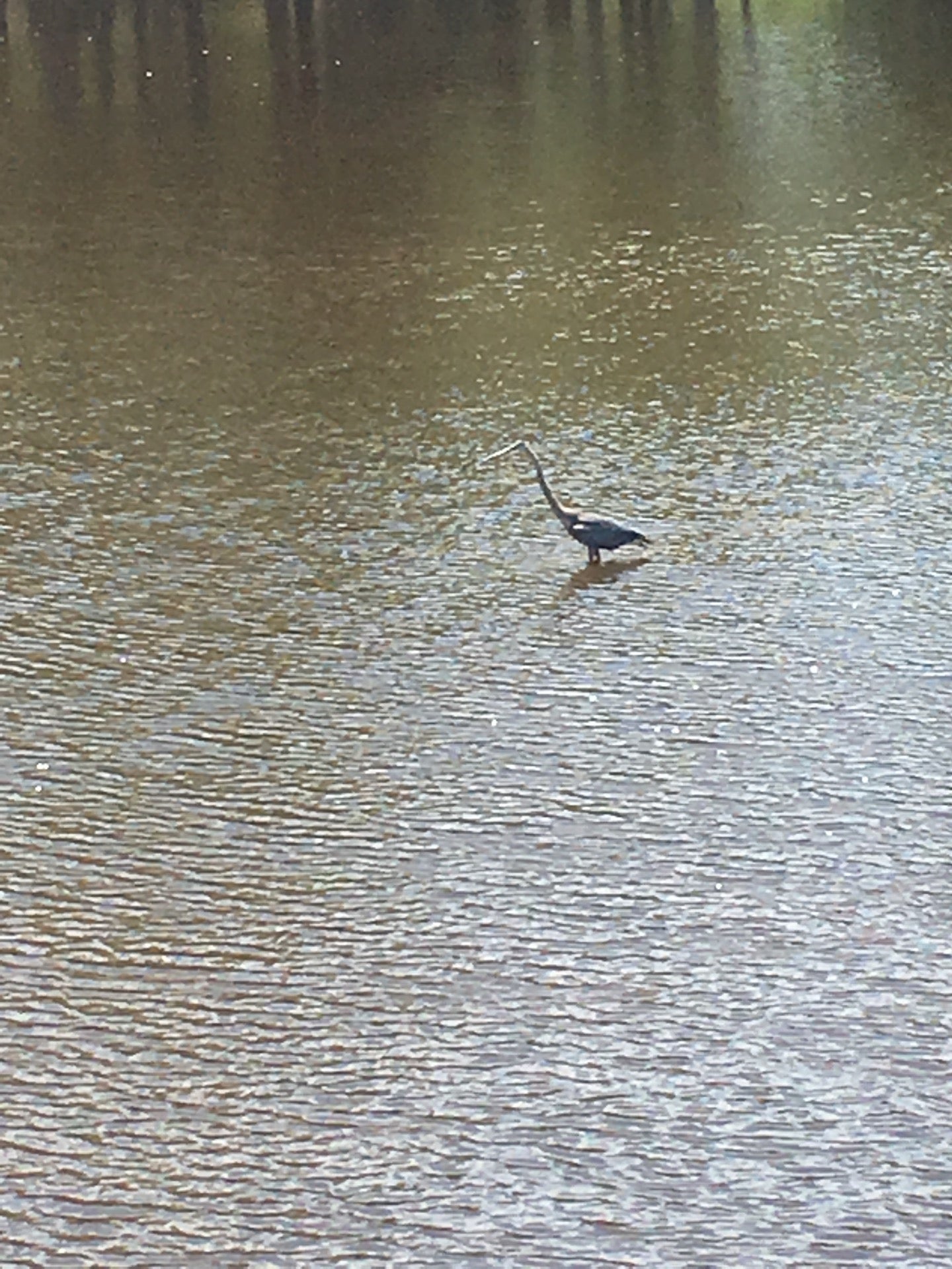 Lake Wilson, Wilson, NC, Lake - MapQuest