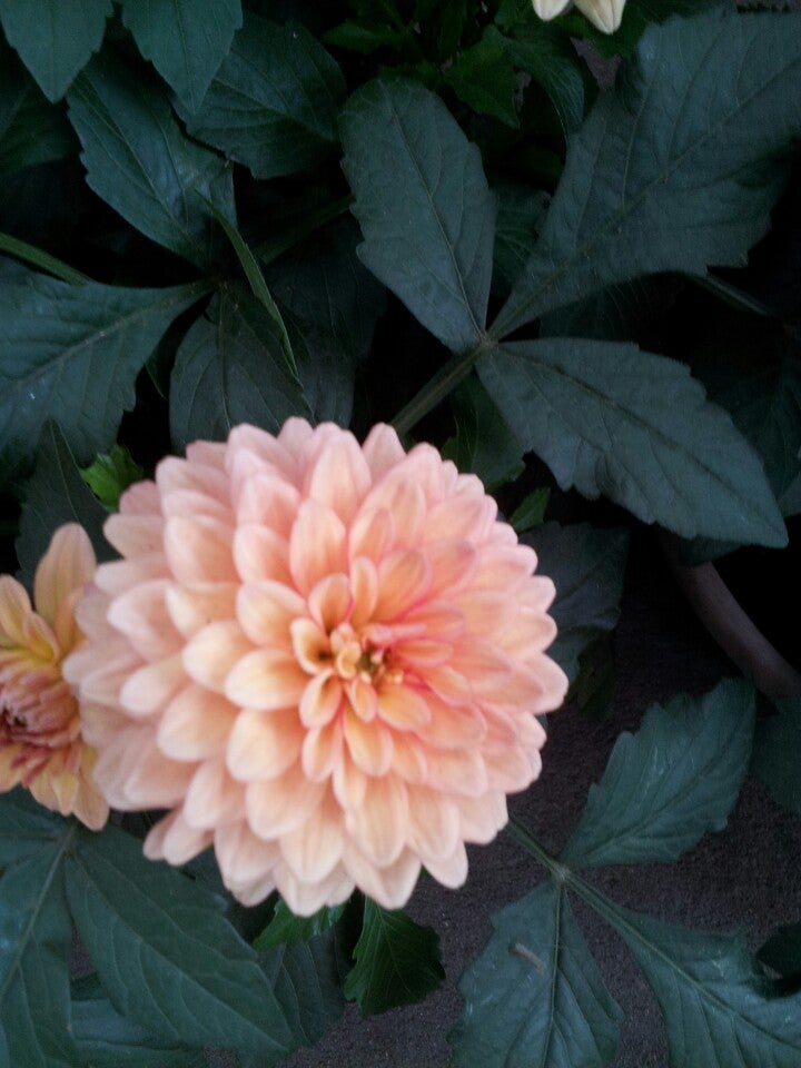 Menards, 6310 Illinois Rd, Fort Wayne, IN, Hardware Stores - MapQuest