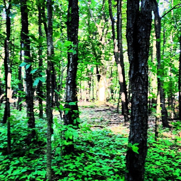 Goodyear Heights Metro Park, 2077 Newton St, Akron, OH, Parks - MapQuest