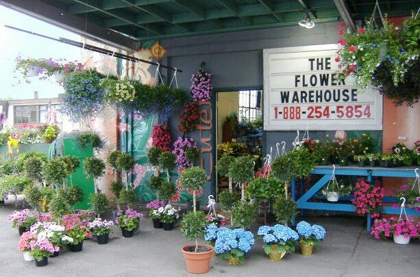 Flower Warehouse Wilkes Barre Pa | Best Flower Site