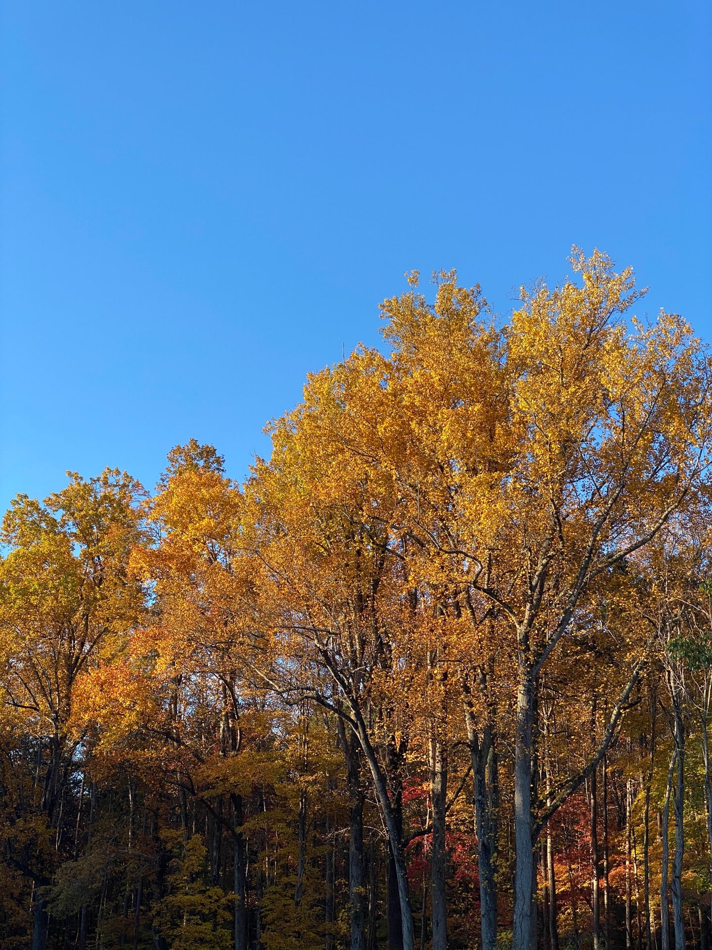 Callands, VA Map & Directions - MapQuest