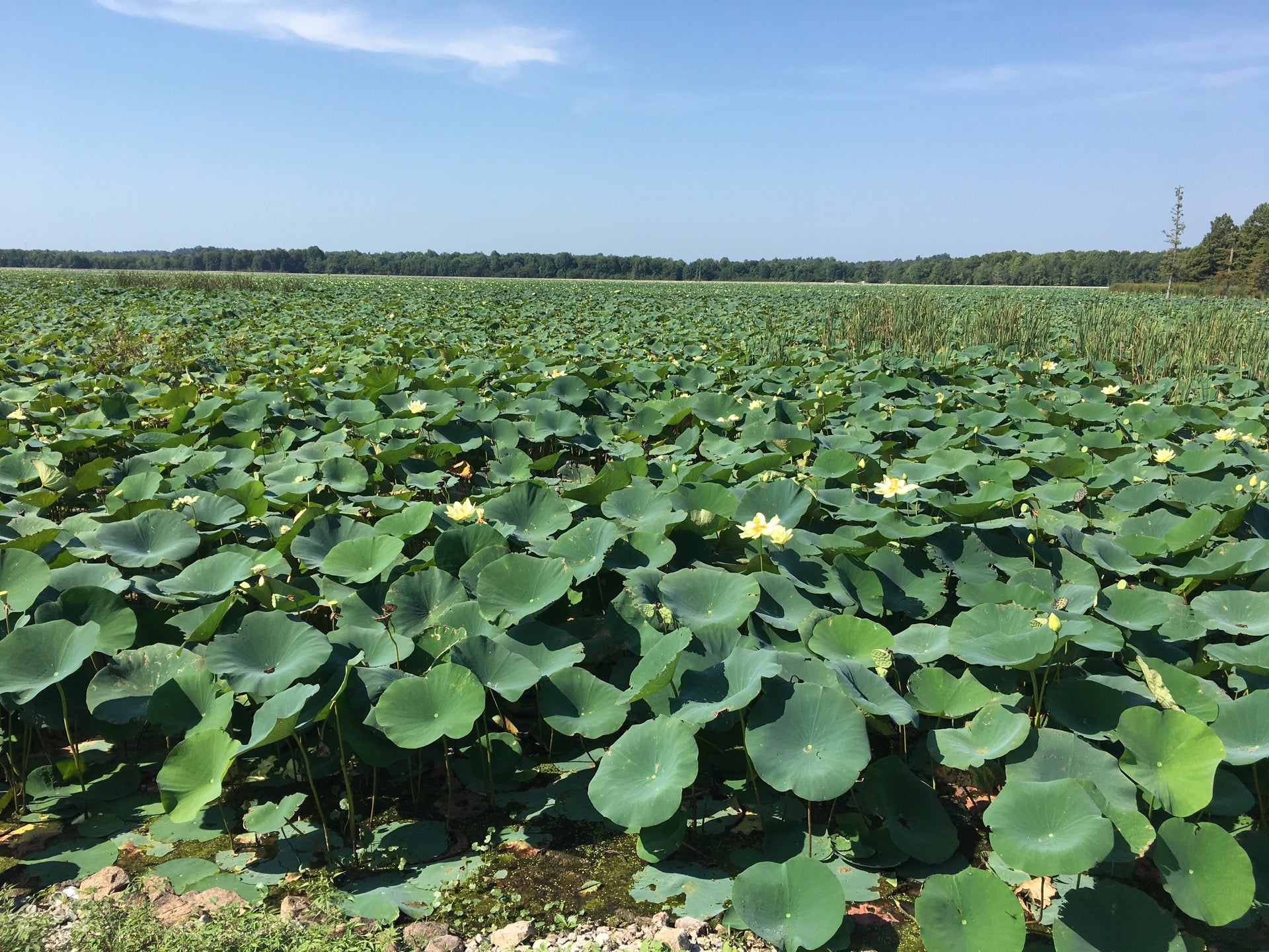 Mermet Lake, Belknap, IL, Lake - MapQuest
