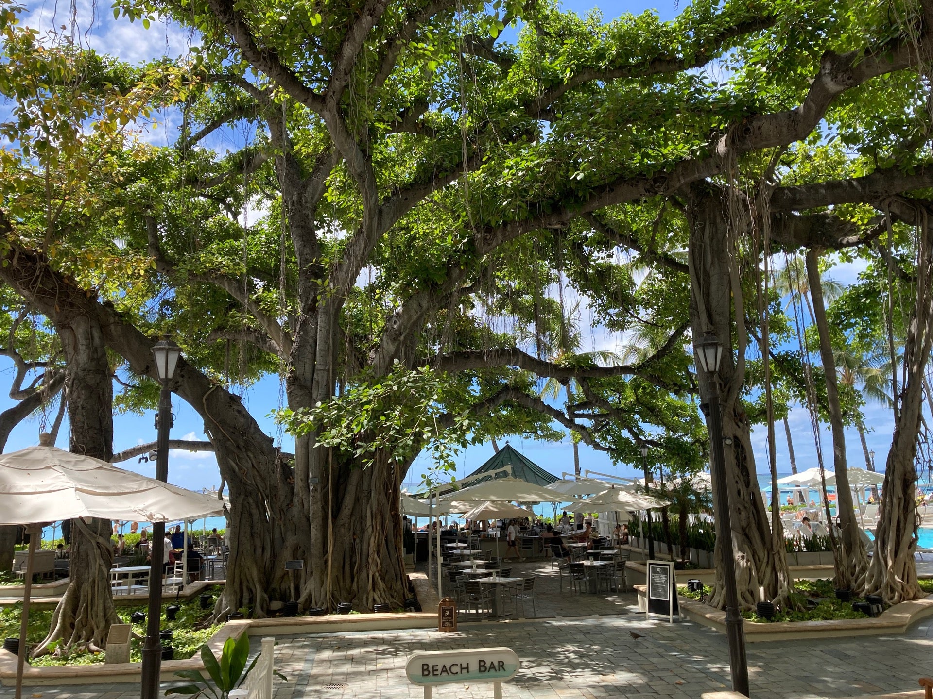 Moana Surfrider Banyan Tree, 2365 Kalakaua Ave, Honolulu, HI, Landmark ...