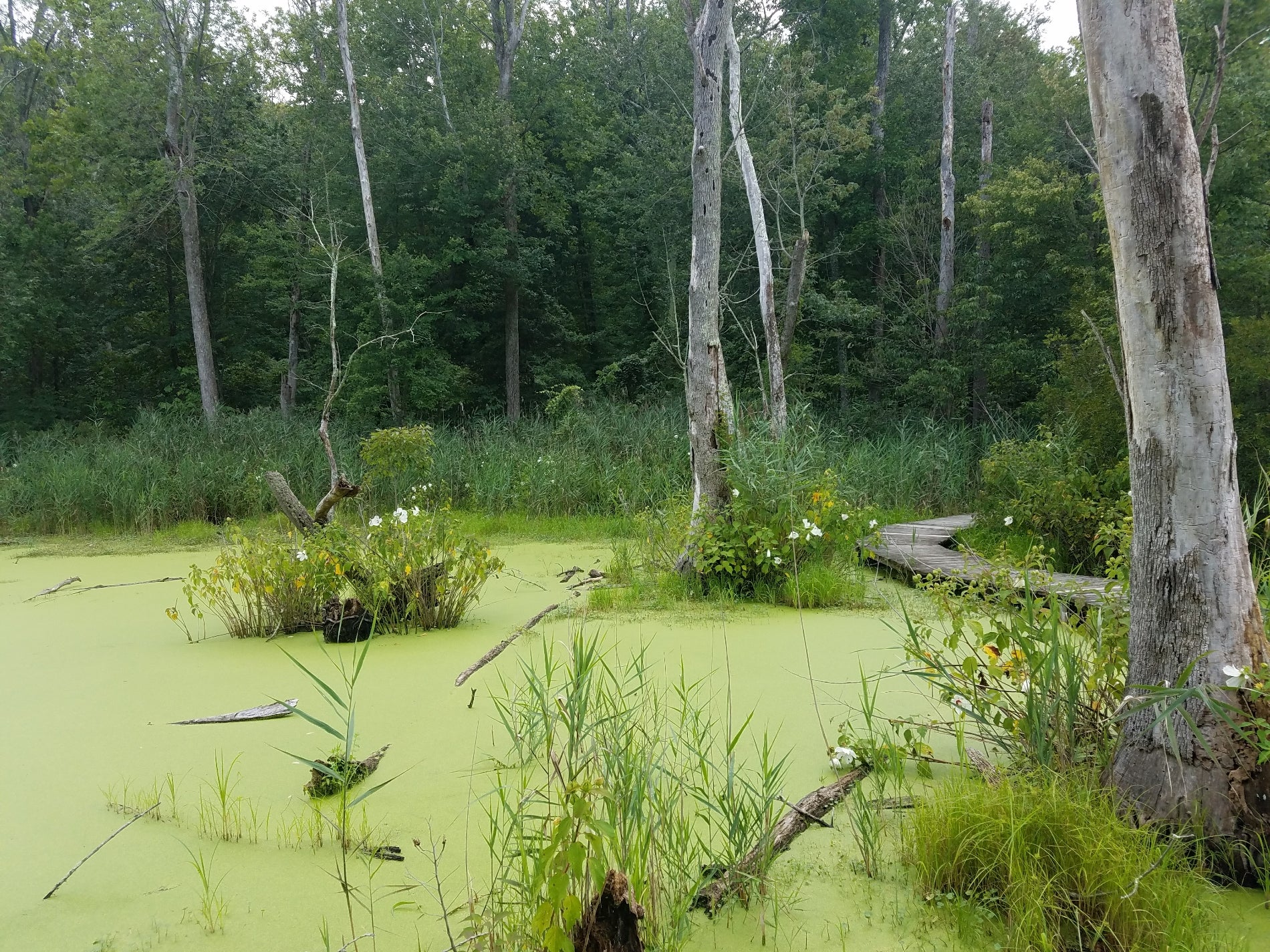 Flag Ponds Nature Park, [1440-1499] Flag Pond Pkwy, Lusby, MD, Parks ...