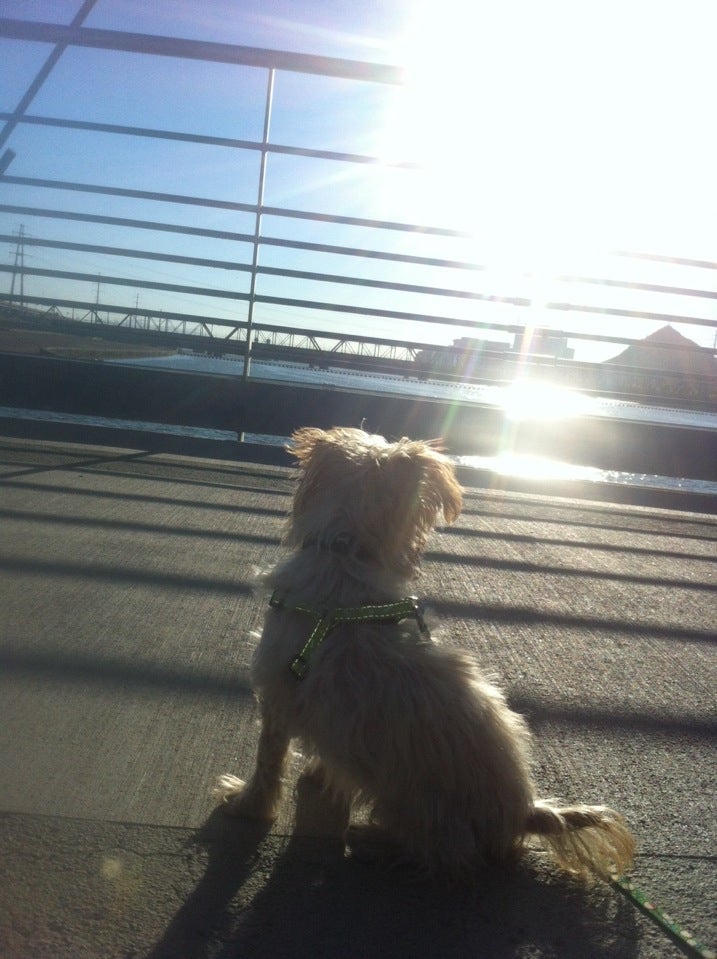 Elmore Pedestrian Bridge, 700 W Rio Salado Pkwy, Tempe, AZ, Bridge ...