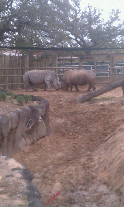 White Rhinoceros Exhibit, 1513 Cambridge St, Houston, TX - MapQuest