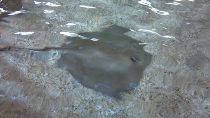 Stingrays at Caribbean Cove, STL ZOO, St. Louis, MO, Zoos - MapQuest