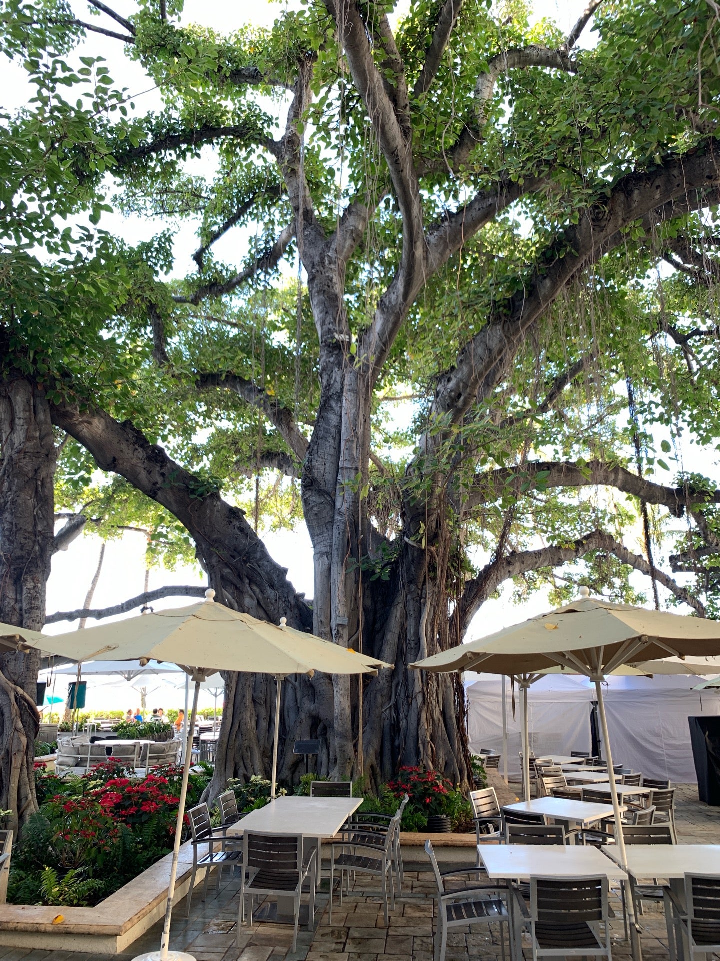 Moana Surfrider Banyan Tree, 2365 Kalakaua Ave, Honolulu, HI, Landmark ...