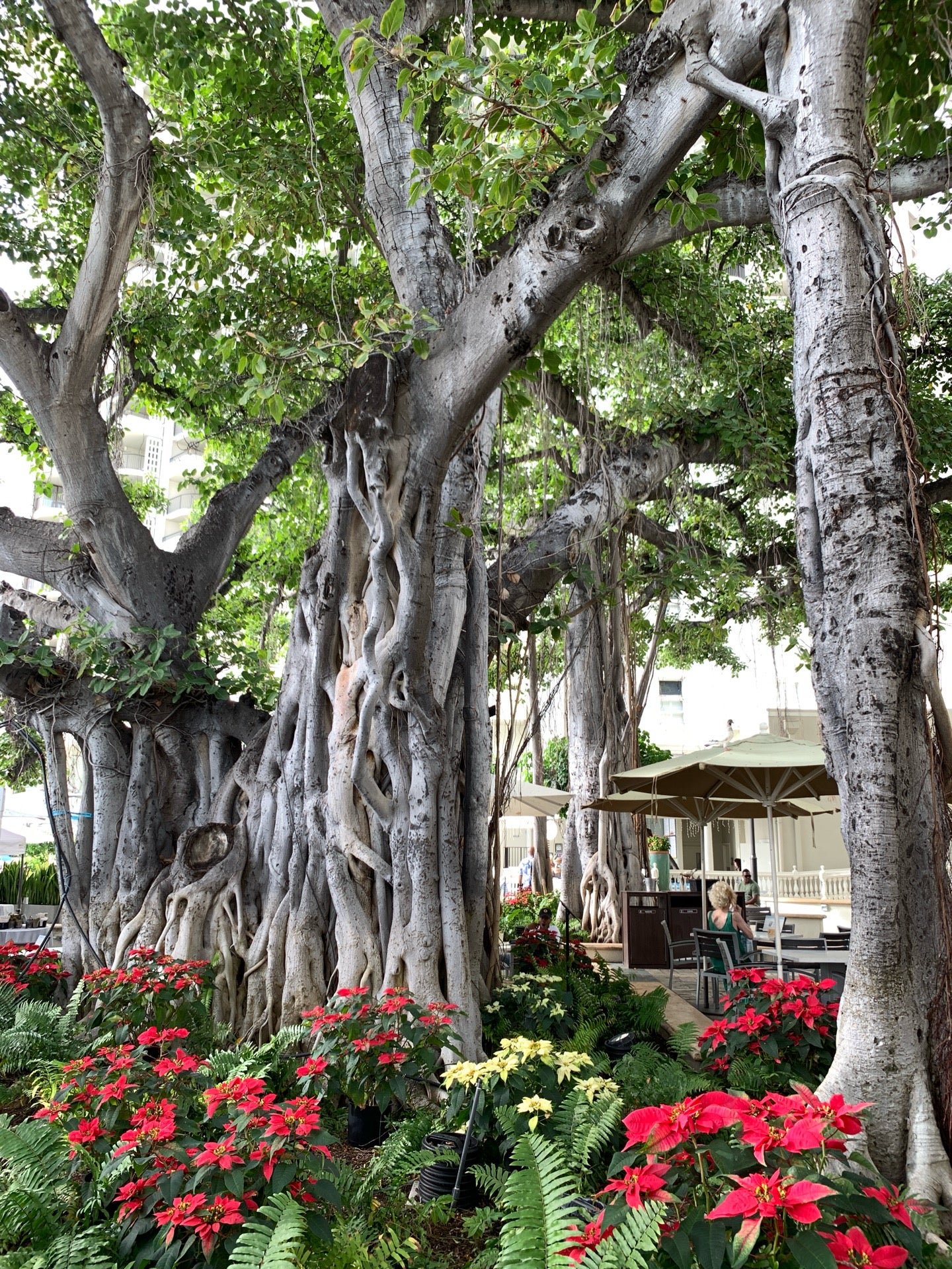 Moana Surfrider Banyan Tree, 2365 Kalakaua Ave, Honolulu, HI, Landmark ...