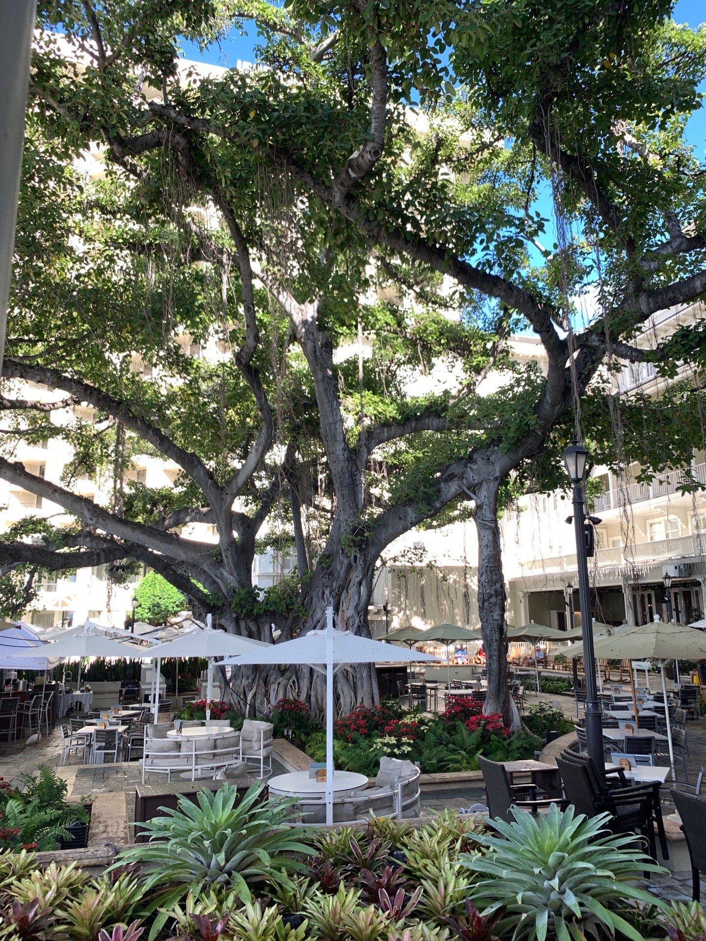 Moana Surfrider Banyan Tree, 2365 Kalakaua Ave, Honolulu, HI, Landmark ...