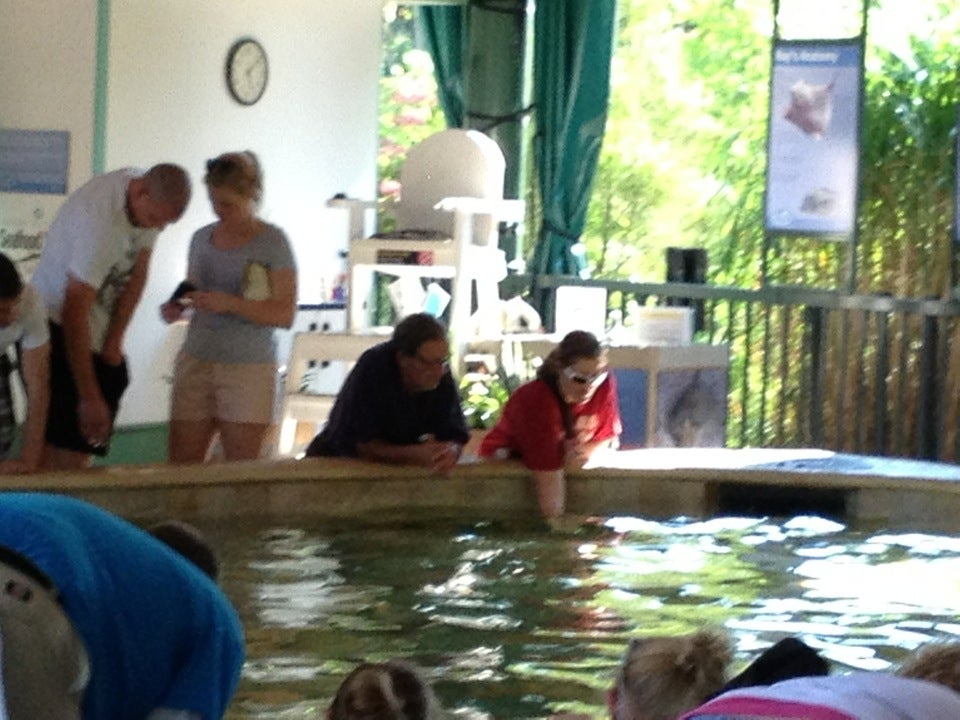 Stingrays at Caribbean Cove, STL ZOO, St. Louis, MO, Zoos - MapQuest