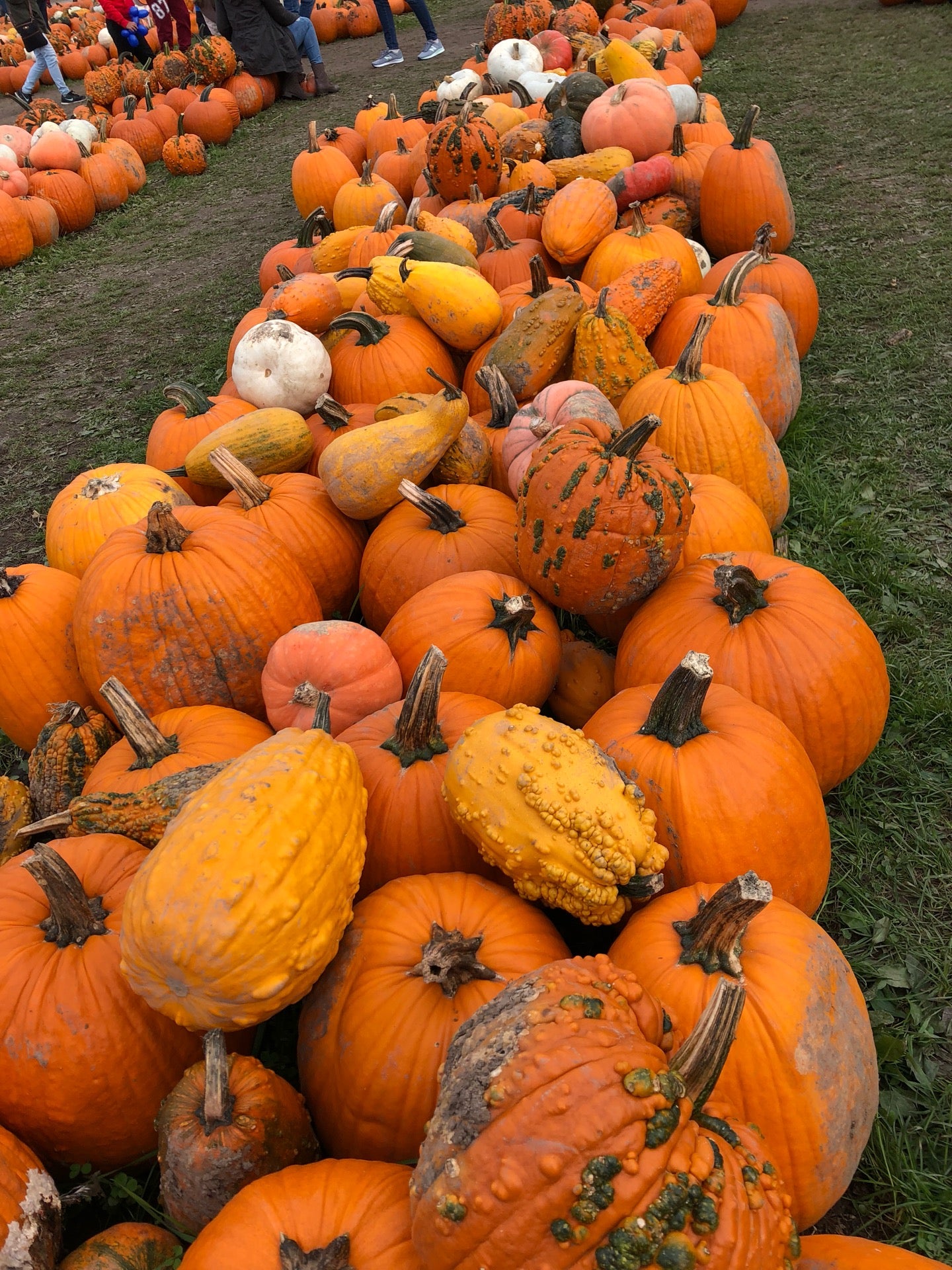 Roba's Tree Farm, Dalton, PA, Farms - MapQuest
