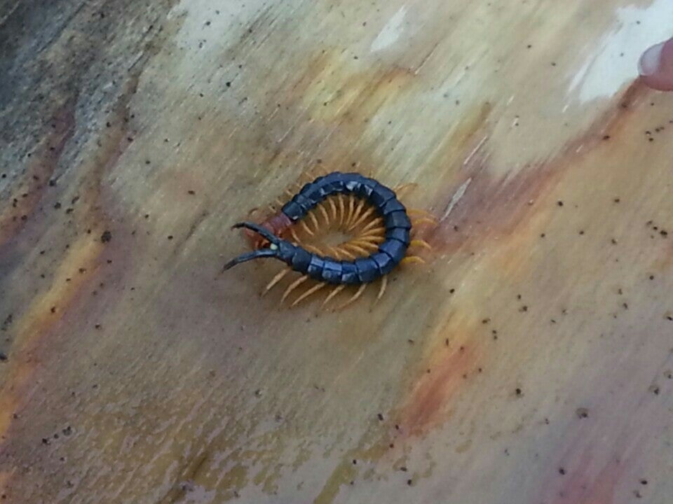 Round Rock Amphitheatre, 400 McNeil Rd, Round Rock, TX - MapQuest