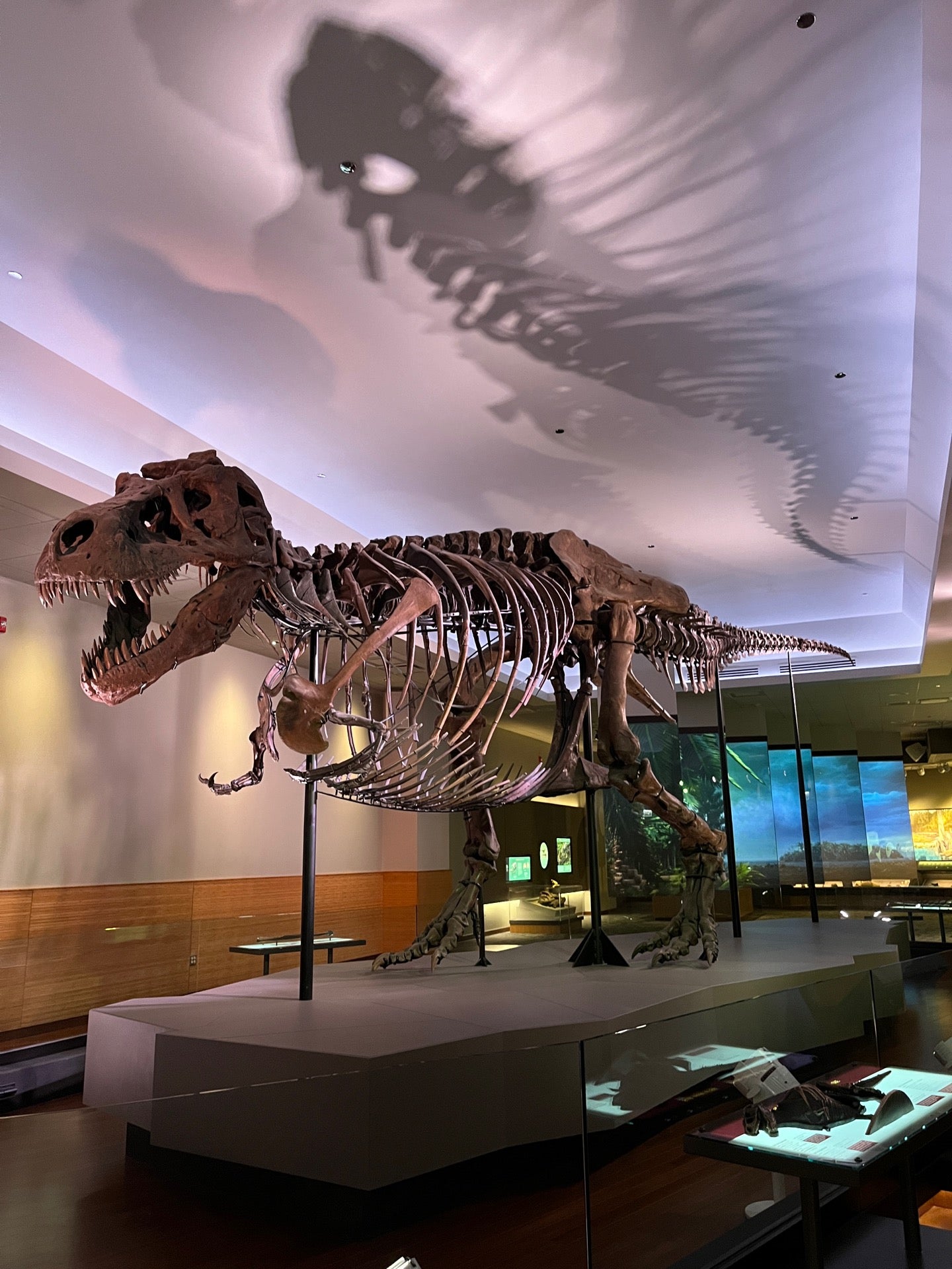 Field Museum Mold A Rama The Whale