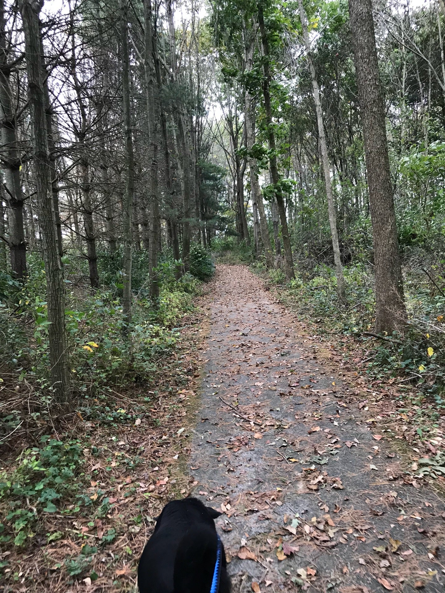 Lizton, IN Map & Directions - MapQuest