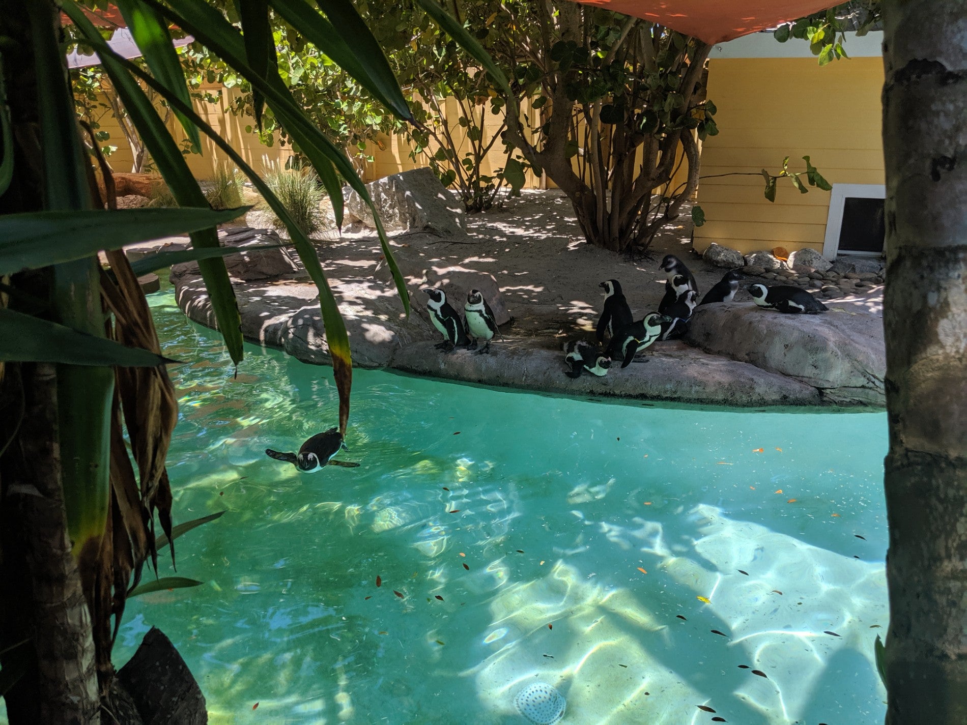 African Penguin Exhibit, 1101 W Sligh Ave, Tampa, FL, Zoos - MapQuest