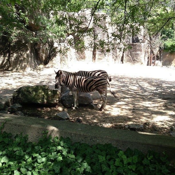 Zebra Exhibit, 3400 W Girard Ave, Philadelphia, PA - MapQuest