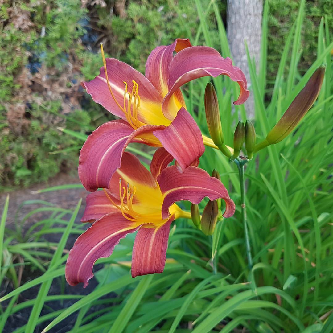 Ron Mclean Park, Burnaby, BC - MapQuest