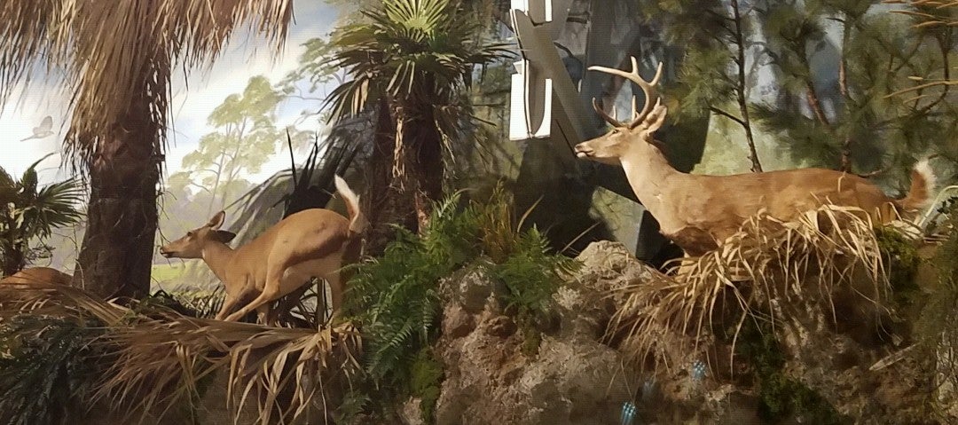 Ross Prairie Trailhead, 10660 SW Hwy 200, Dunnellon, FL, Campgrounds ...