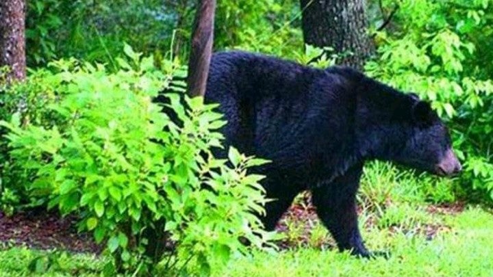 Ross Prairie Trailhead, 10660 SW Hwy 200, Dunnellon, FL, Campgrounds ...