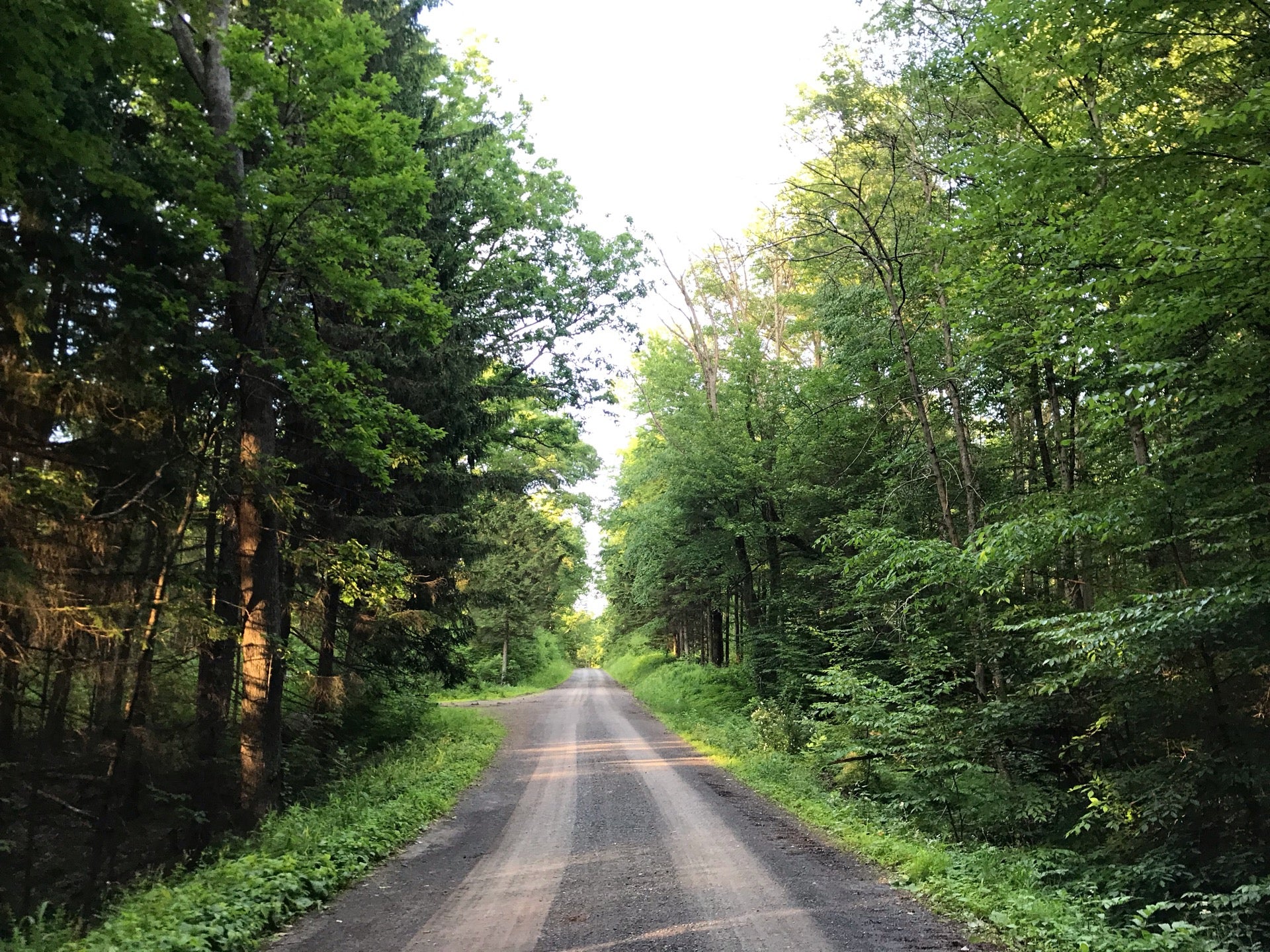 Weiser State Forest, Mount Carmel, PA, Landmark - MapQuest