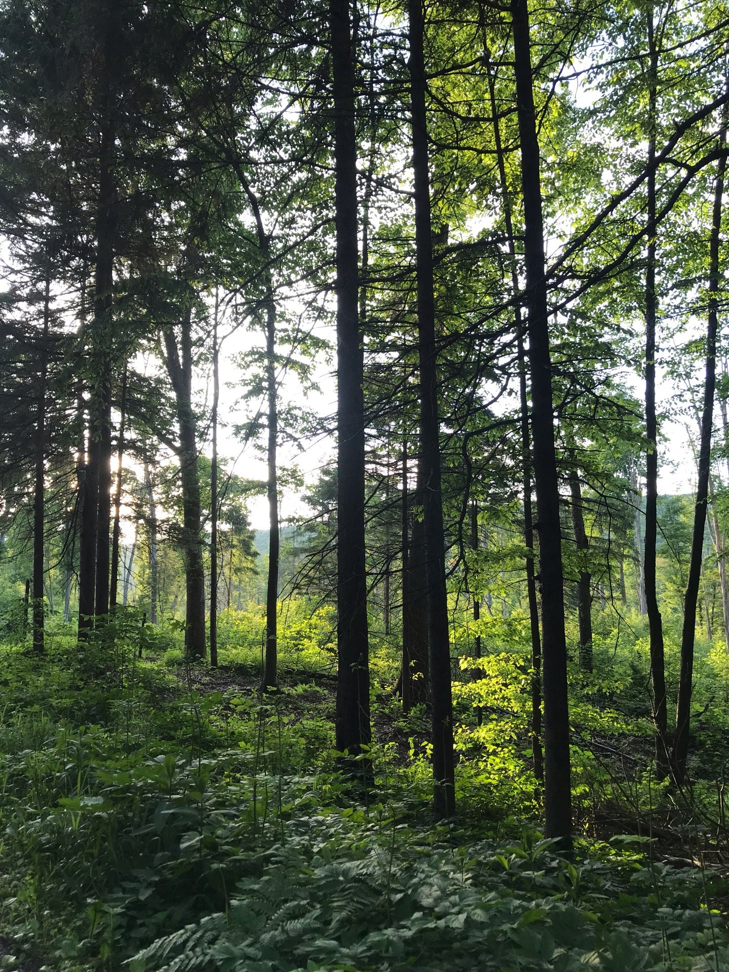 Weiser State Forest, Mount Carmel, PA, Landmark - MapQuest