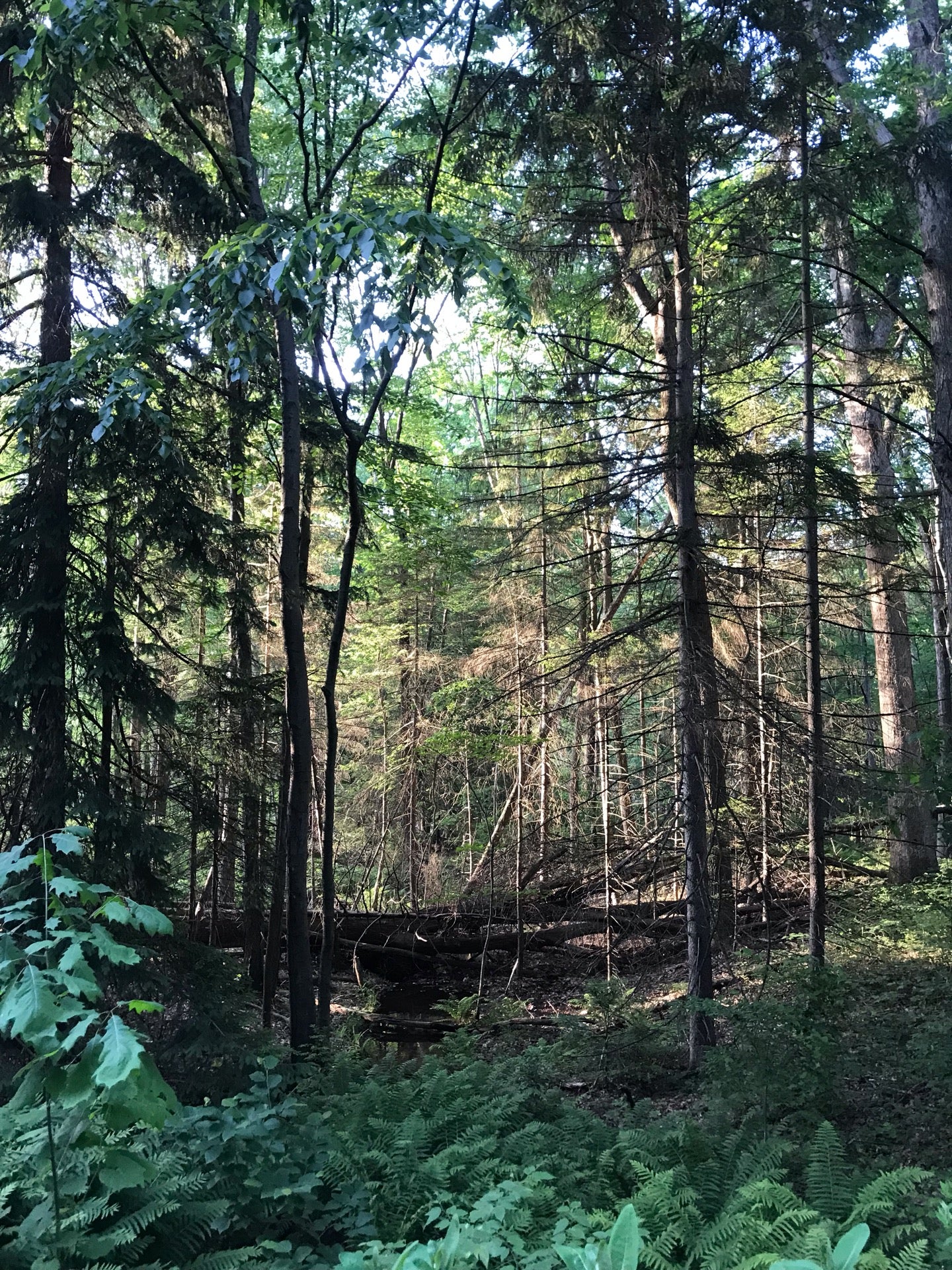 Weiser State Forest, Mount Carmel, PA, Landmark - MapQuest