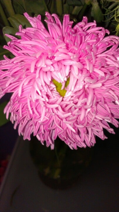 Elite Flower Services Inc Miami Fl | Best Flower Site