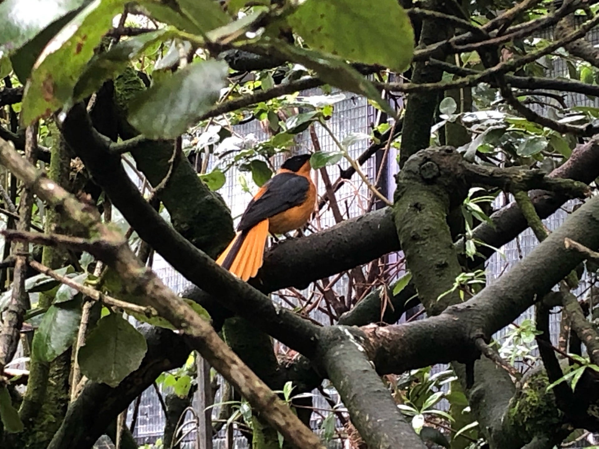 African Aviary, 601 N 59th St, Seattle, WA, Zoos - MapQuest