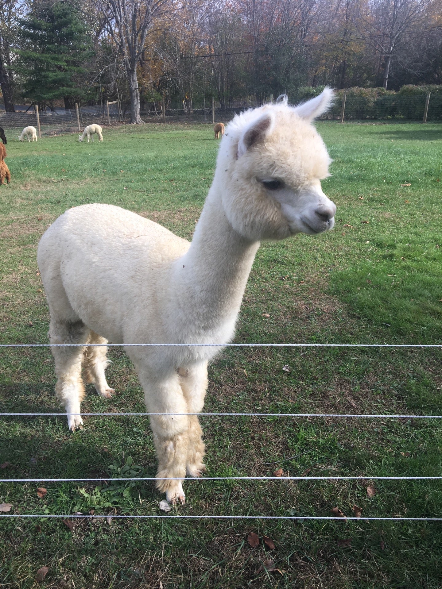 Shalimar Farms, E Ridge Rd, Warwick, Town of, NY, Farms - MapQuest