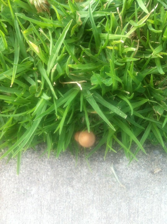 Memorial Park Recreation Center, 320 N Orange Pl, Azusa, CA, Parks ...