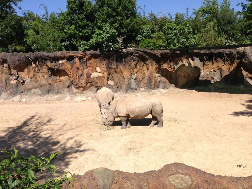 White Rhinoceros Exhibit, 1513 Cambridge St, Houston, TX - MapQuest