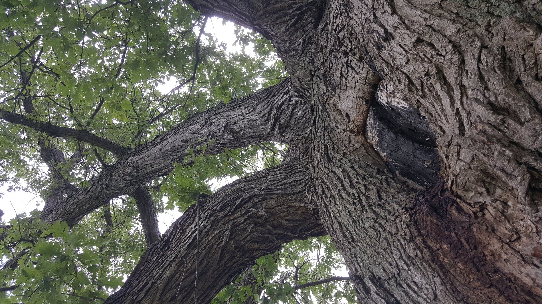 America's Largest Bebb Oak Tree, 3052 S Livernois Rd, Rochester Hills ...