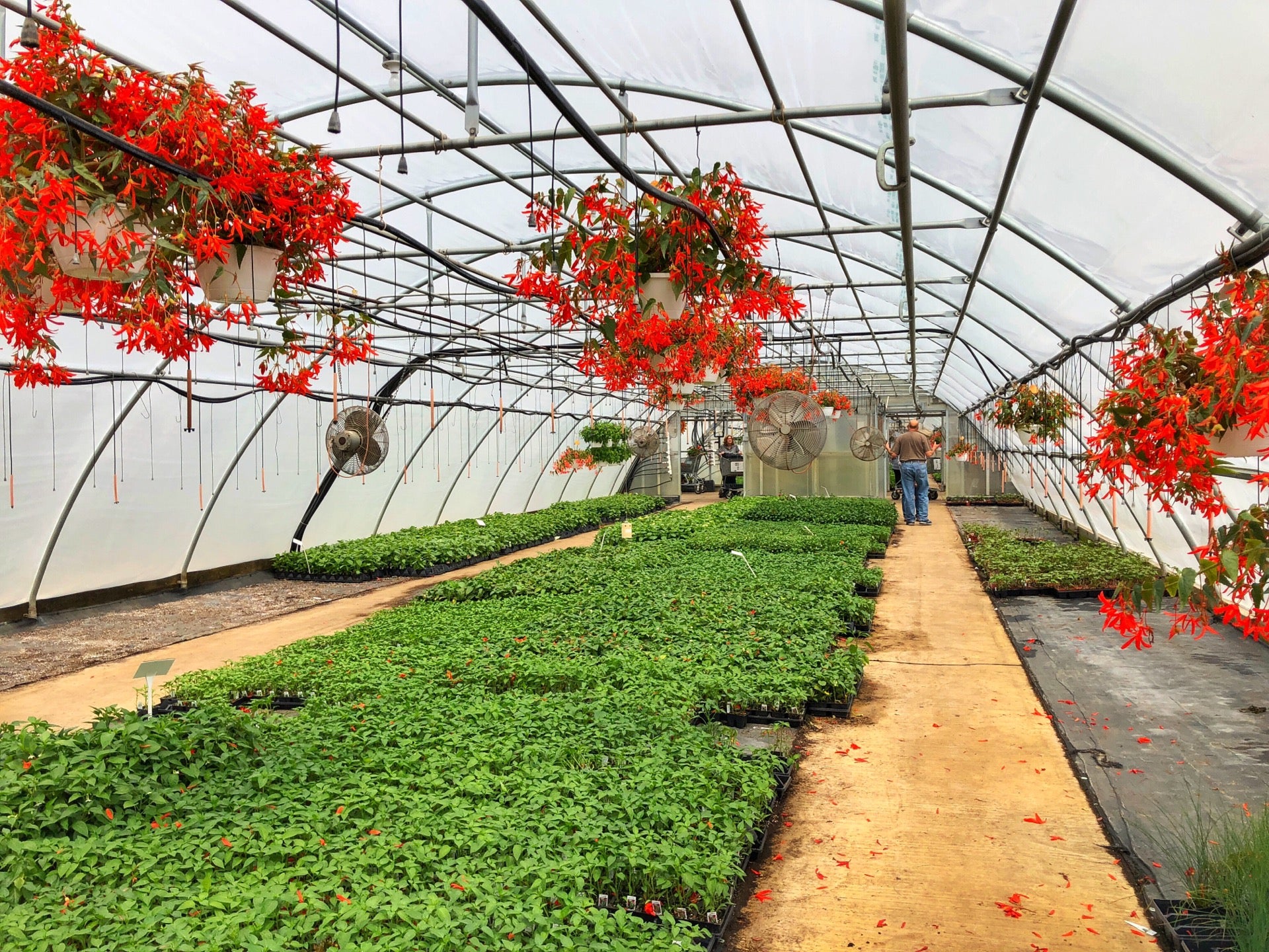 Woldhuis Farms Sunrise Greenhouse, 10300 E 9000N Rd, Grant Park, IL ...