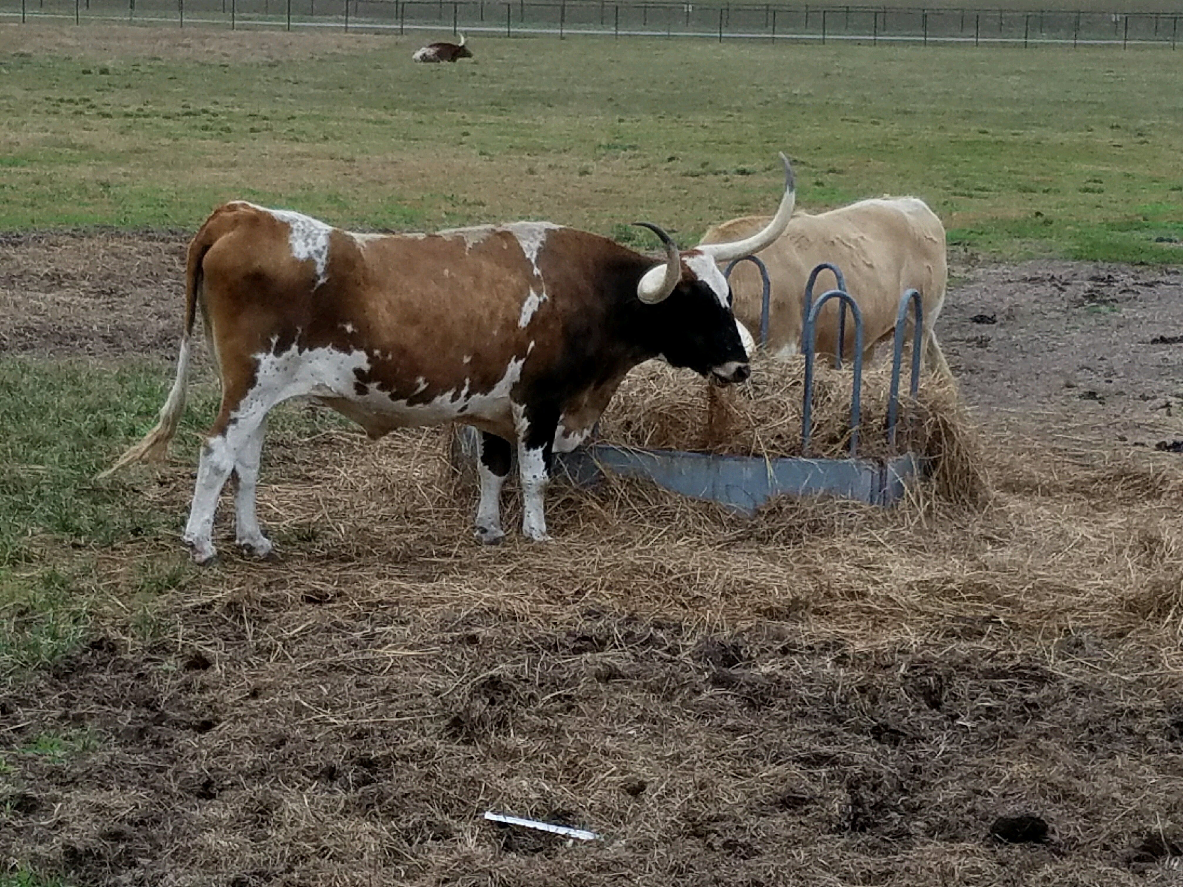 NASA Longhorn Project, Houston, TX - MapQuest