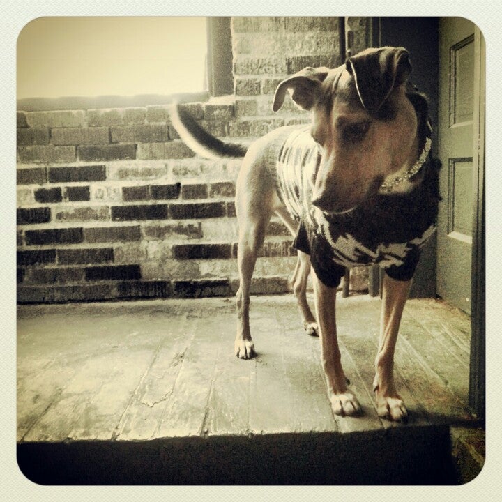 My Fabulous Puppy, 6951 N Ashland Blvd, Chicago, IL, Pet Services ...