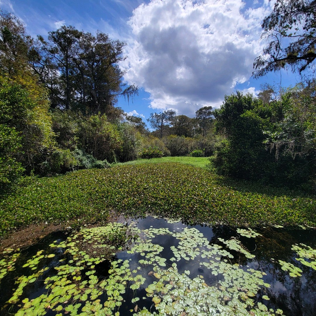 Big Cypress National Preserve-Kirby S Storter Boardwalk, 48900 Tamiami ...