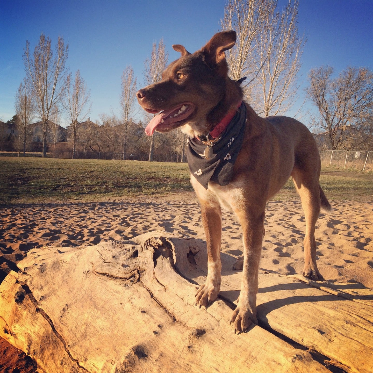 Rampart Dog Park, Colorado Springs, CO, Parks - MapQuest