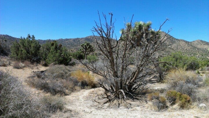 Joshua Tree Memorial Park, 60121 29 Palms Hwy, Joshua Tree, CA ...