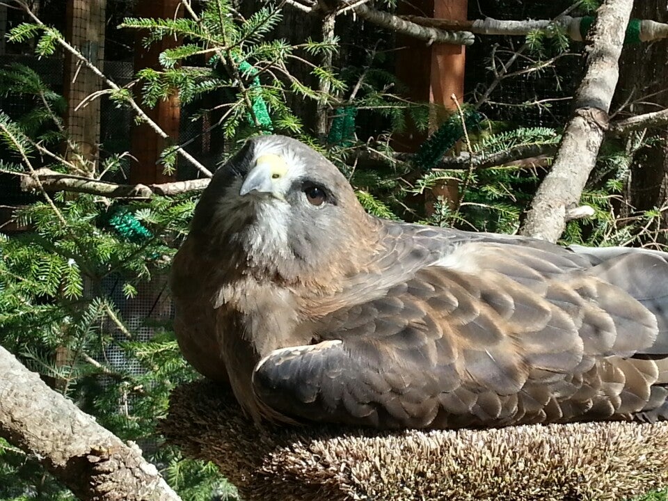 Alaska Raptor Center, 1000 Raptor Way, Sitka, AK, Landmark - MapQuest