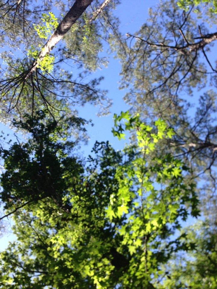 Springfield, LA Map & Directions - MapQuest