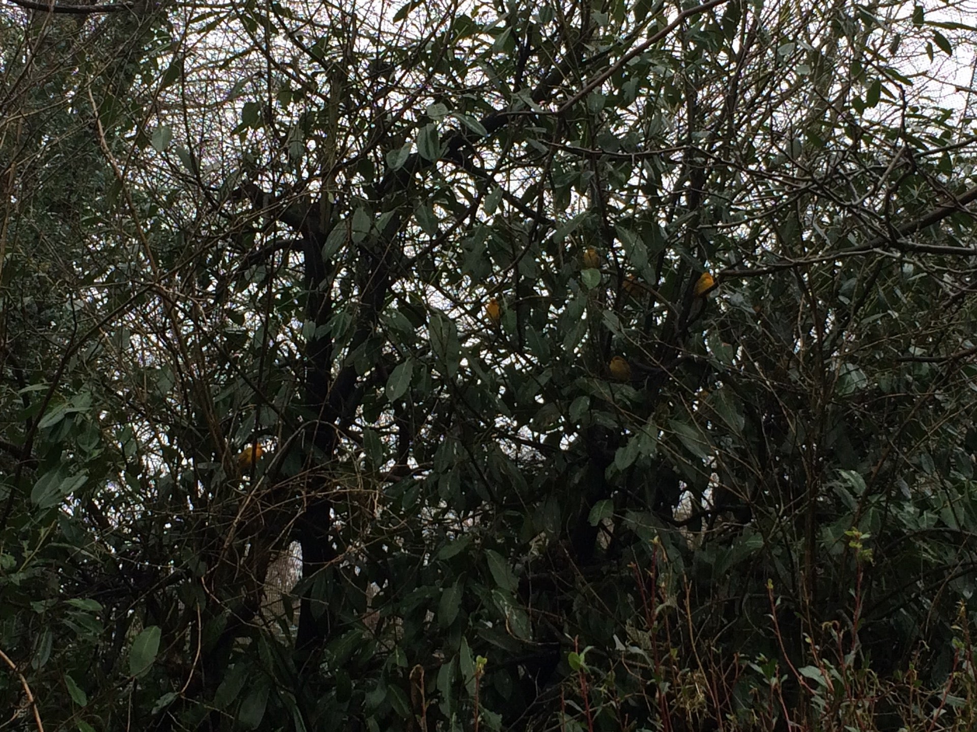 African Aviary, 601 N 59th St, Seattle, WA, Zoos - MapQuest